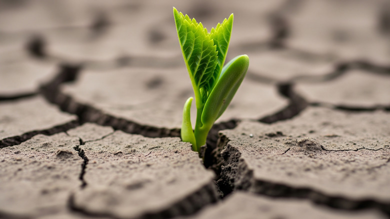 The Best Ways To Amend Soil After A Cold Winter To Set Your Garden Up ...