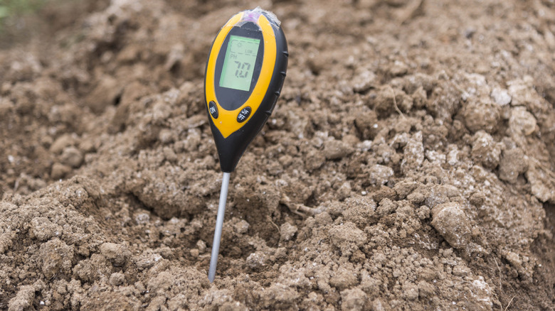 The Best Ways To Amend Soil After A Cold Winter To Set Your Garden Up ...