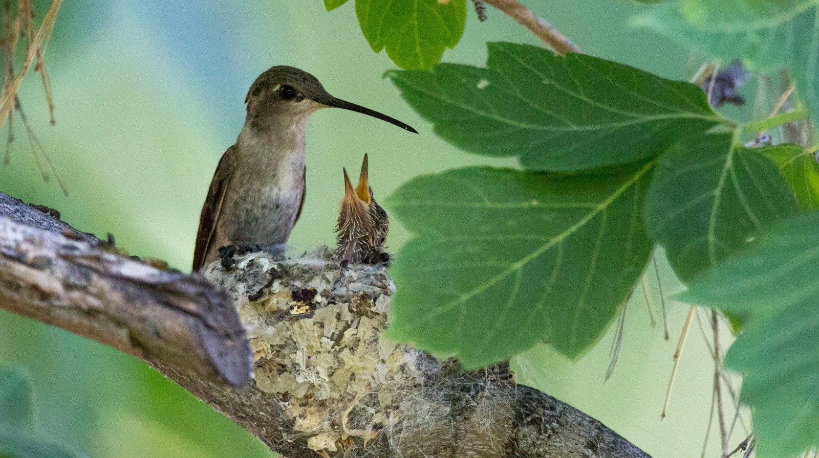The Best Ways To Get More Hummingbirds To Nest In Your Yard