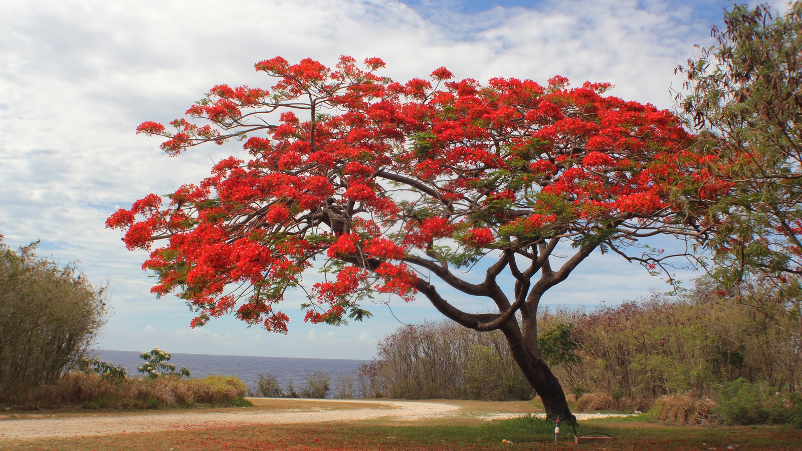 Avoid This Pruning Mistake When Caring For Your Royal Poinciana Tree
