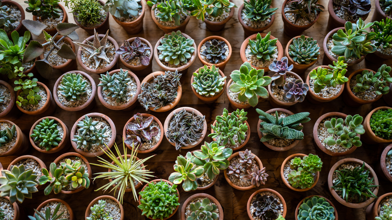 The Blooming Table DIY That Plants And Guests Love