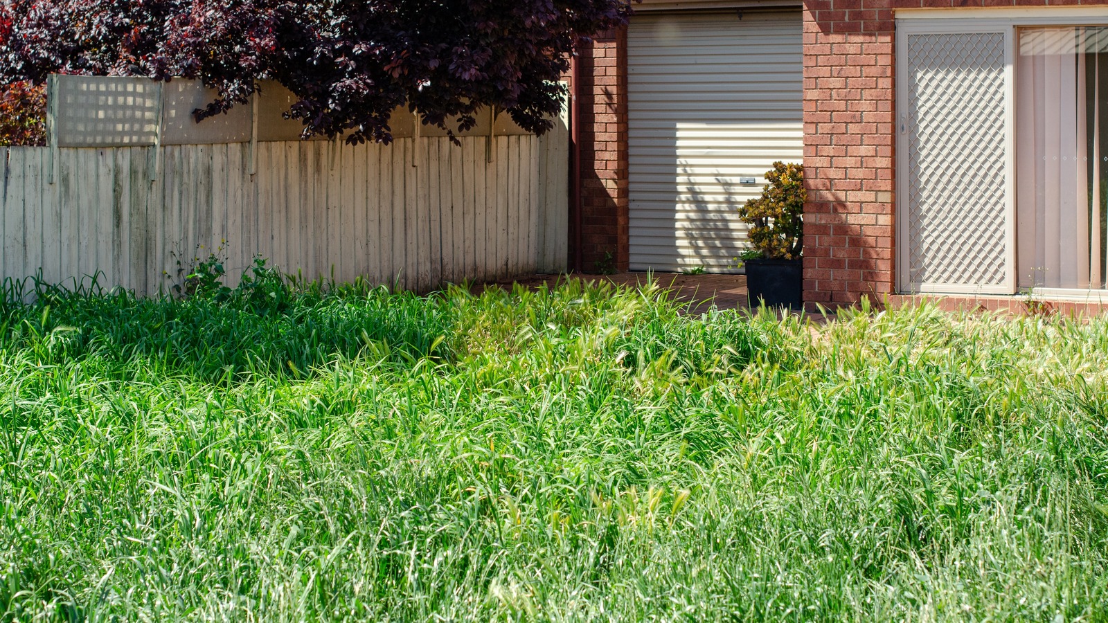 The Blue-Flowering Plant That'll Help Keep Weeds Out Of The Garden
