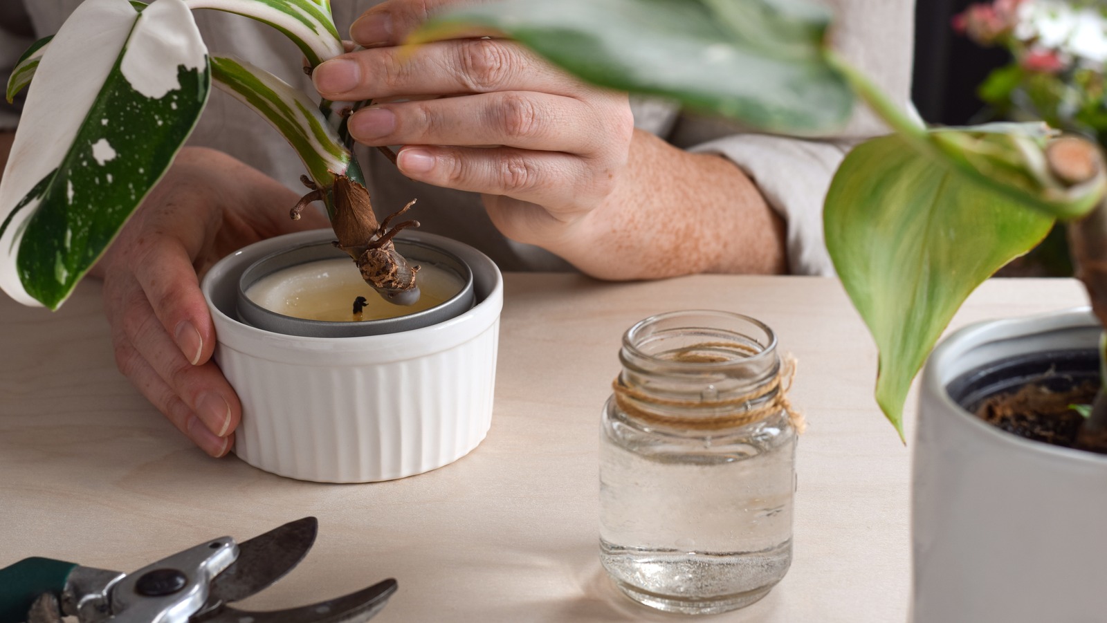 Why The TikTok Candle Wax Propagation Hack Is Bad For Your Plants