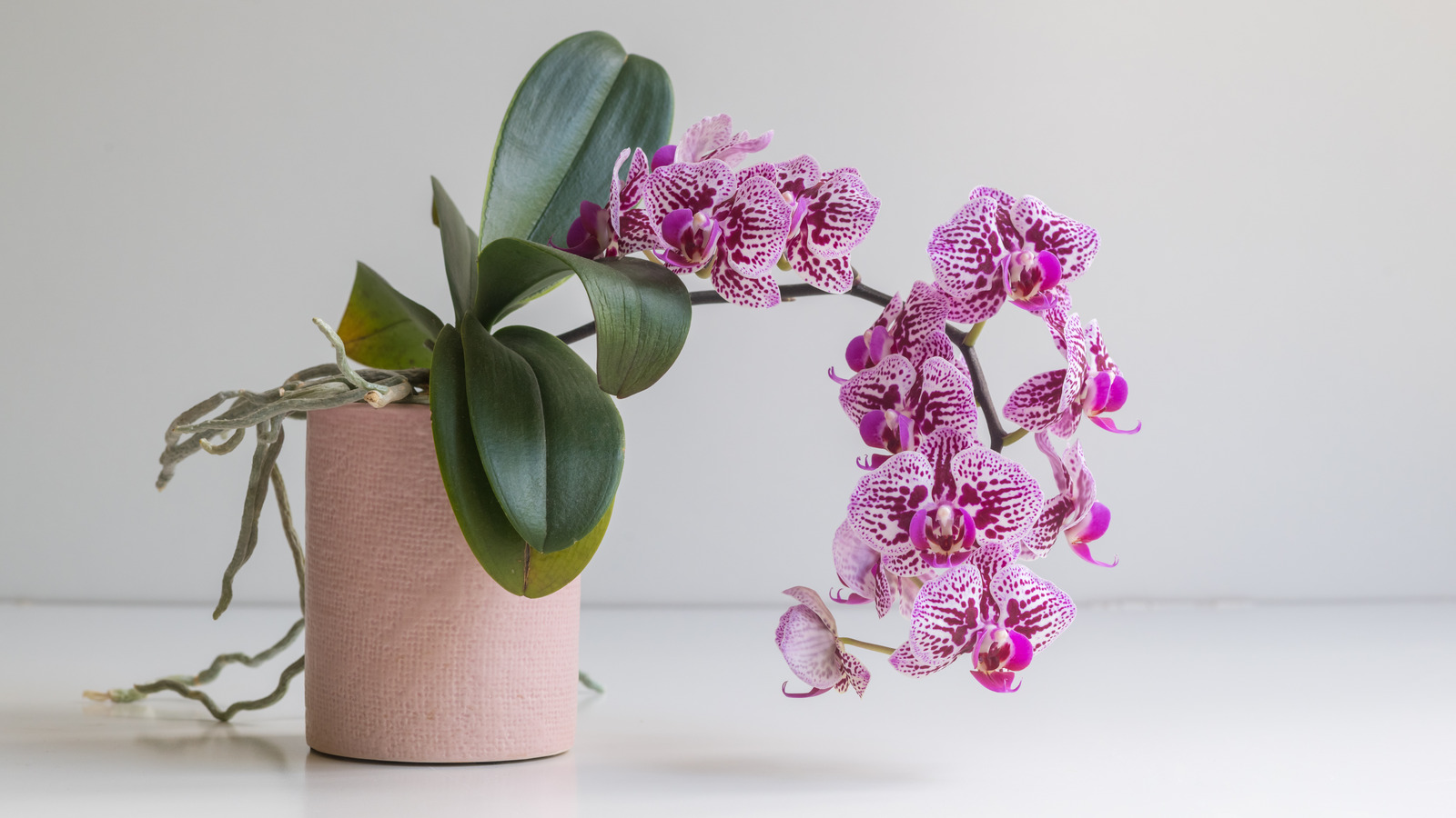Orchid Care Drooping Flowers | Best Flower Site