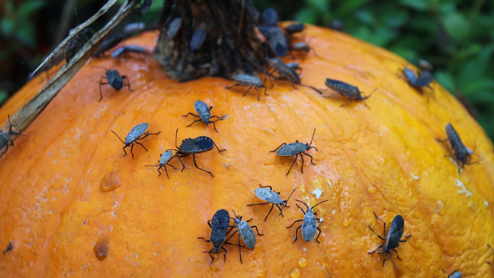 The Coffee Grounds Spray That's Said To Repel Squash Bugs But Does It ...