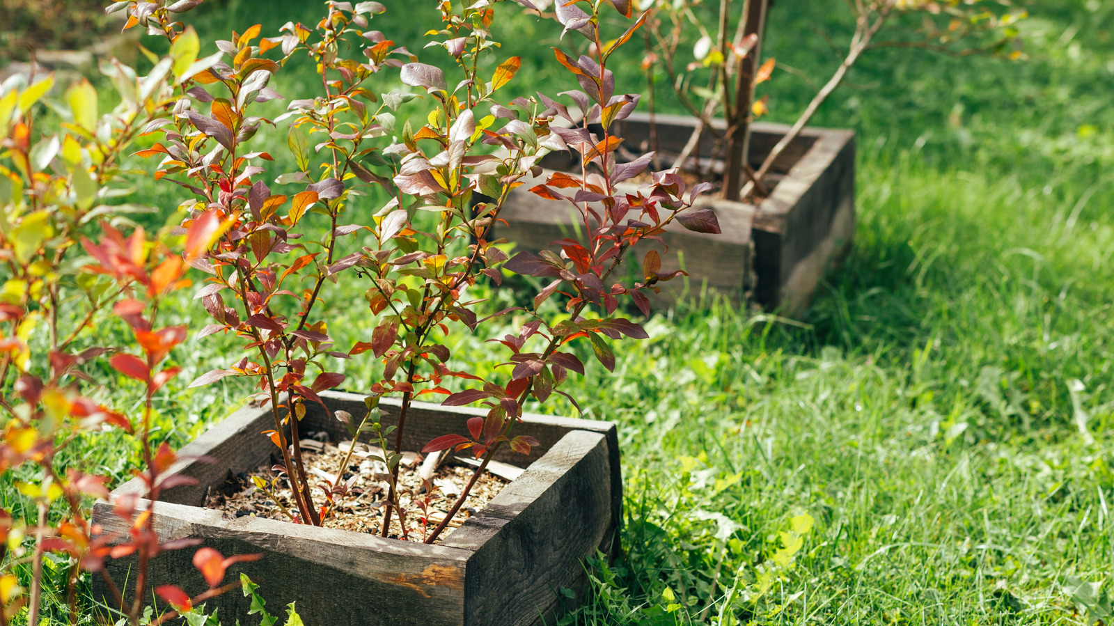 The Cold-Hardy Dwarf Blueberry Variety That You Can Grow In A Pot