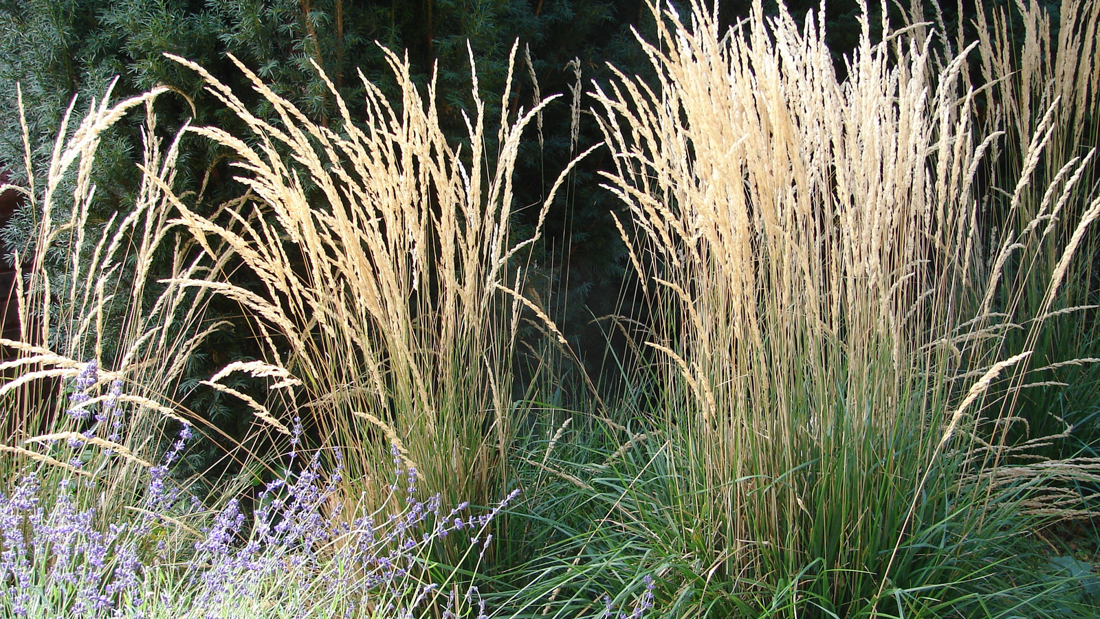 The Common Mistake Everyone Makes When Growing Karl Foerster Grass