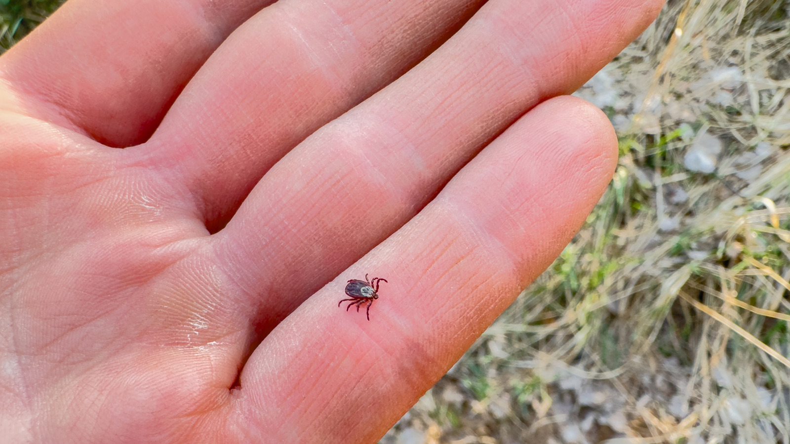 The Common Myth About Ticks And Trees In Your Yard