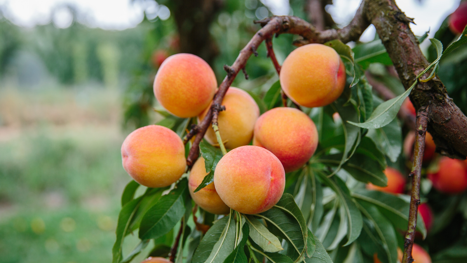 The Common Veggie You Should Plant Near Your Peach Tree For A Thriving ...