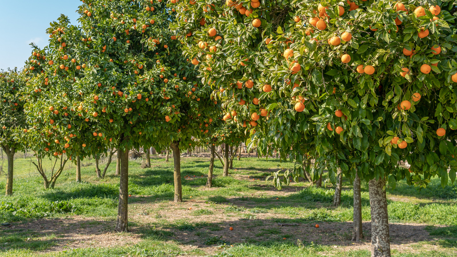 Citrus Tree Companion Planting