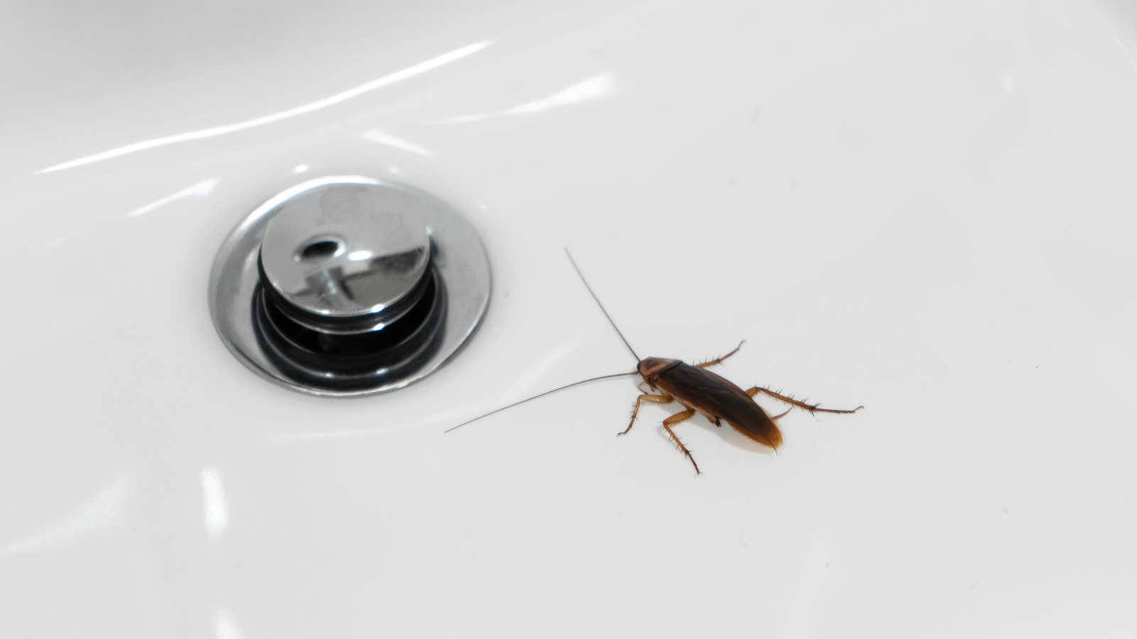 The Cup Hack You'll Want To Try If You Live In A Cockroach-Infested Area