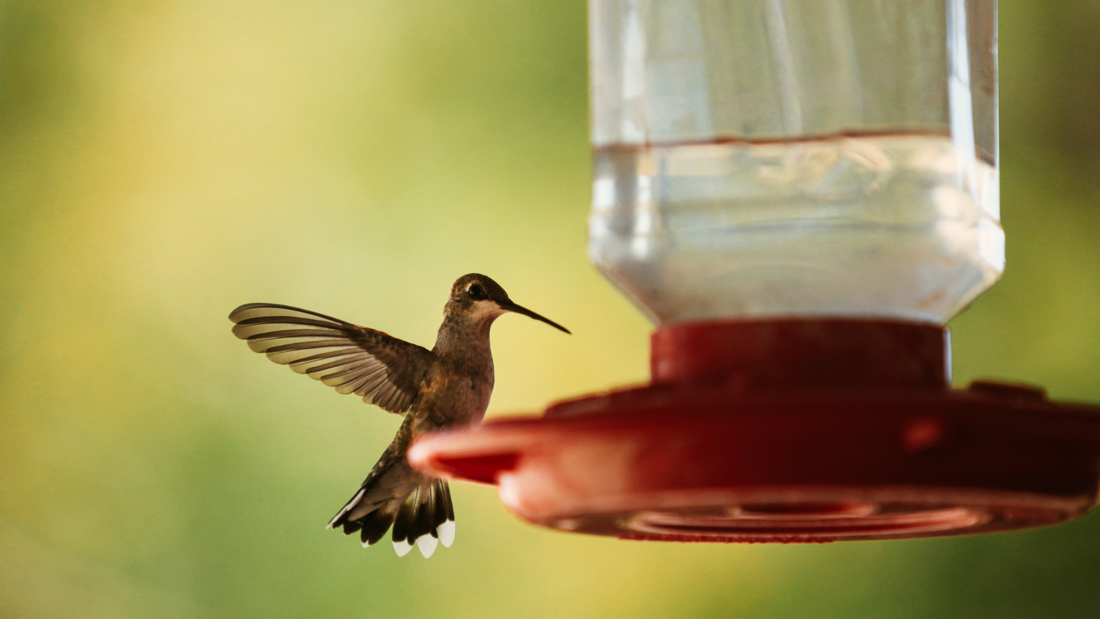 The Dangerous Hummingbird Pest-Control Hack You Should Avoid At All Costs