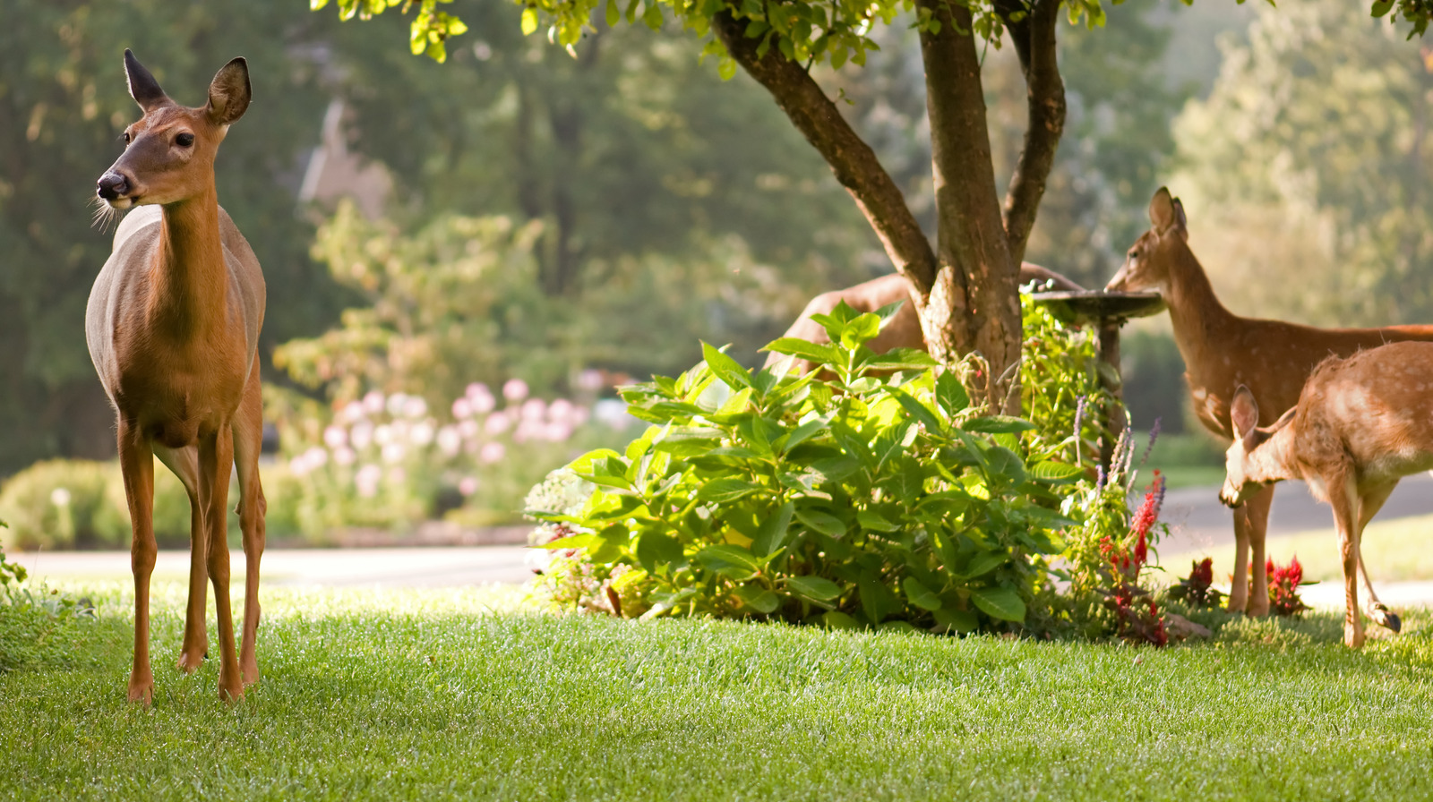 The Deer-Resistant Ground Cover That's Perfect For A Shade Garden