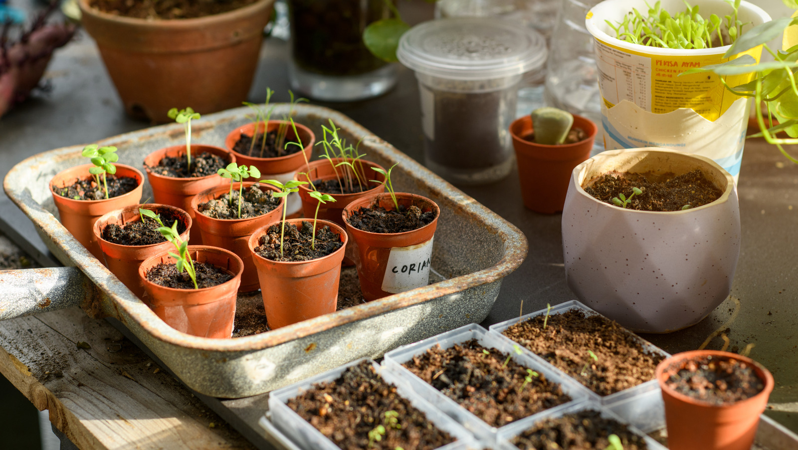 The Dollar Tree Item That Makes Starting Garden Seeds So Much Easier