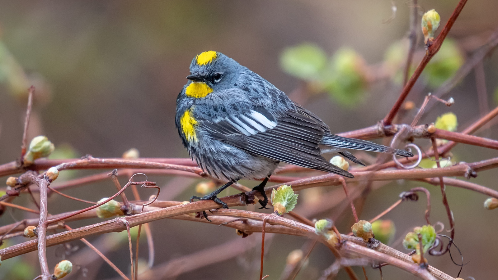 The Easiest Way To Attract Warblers To Your Yard