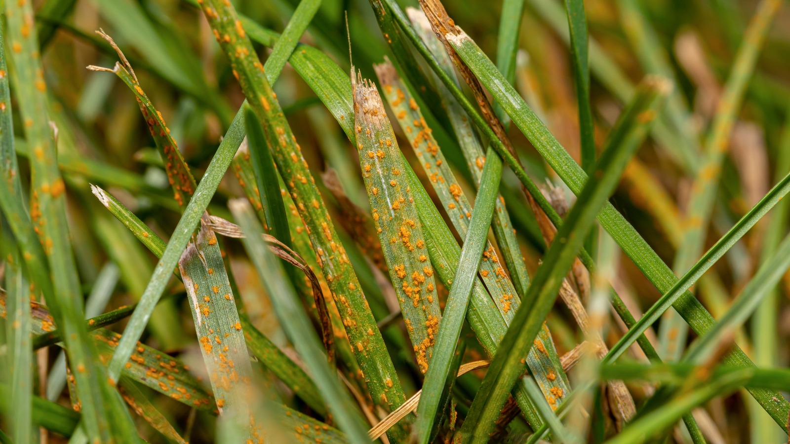 The Easiest Way To Prevent Unsightly Orange Lawn Rust In Your Yard