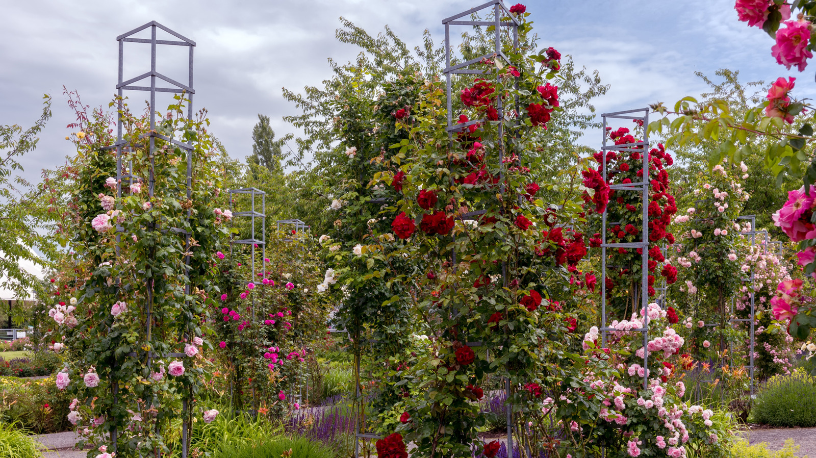 The Easy-Care Variety Of Climbing Roses Our Professional Gardener ...