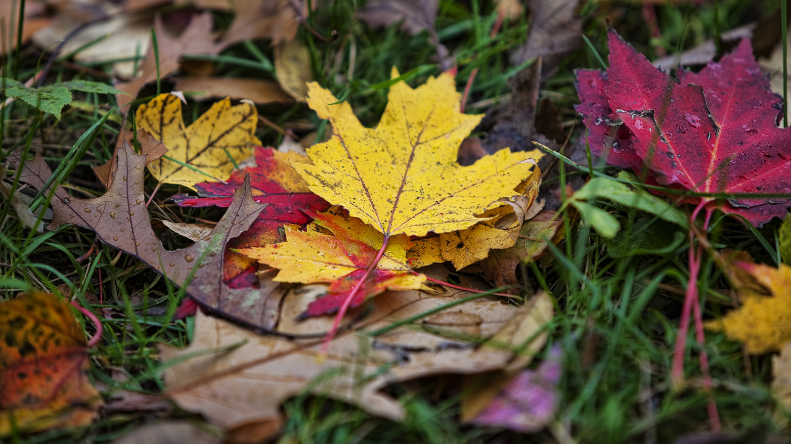The Easy DIY Lawn Tool That Can Help Tackle A Yardful Of Fall Leaves