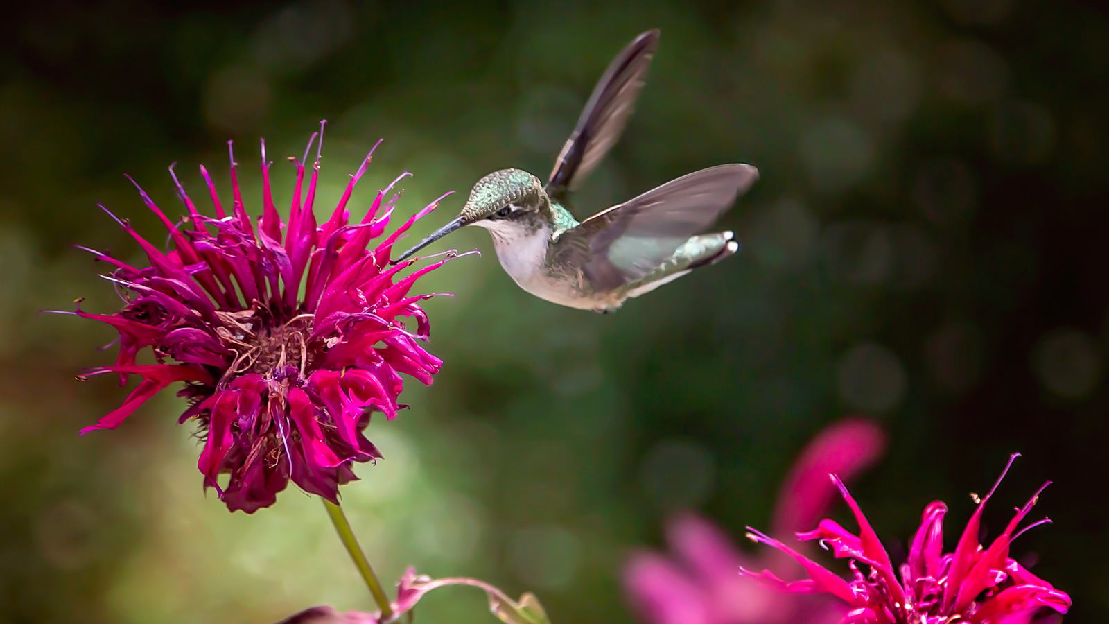 The Easy Gardening Task That'll Bring More Colorful Hummingbirds To ...