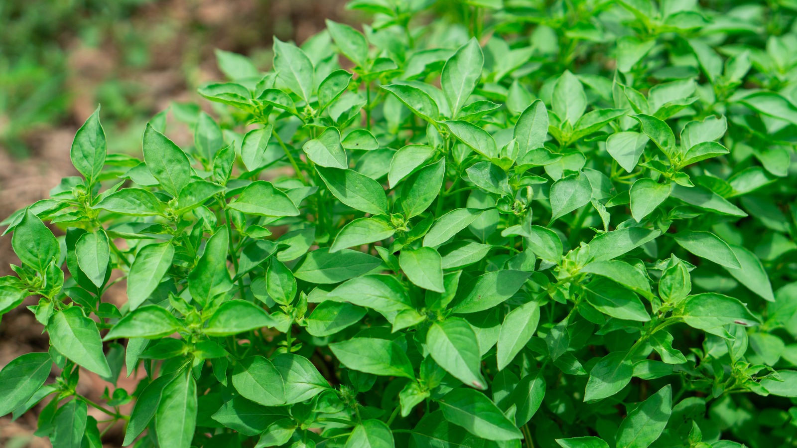 The Easy Pruning Trick For Growing The Biggest Lemon Basil Plants