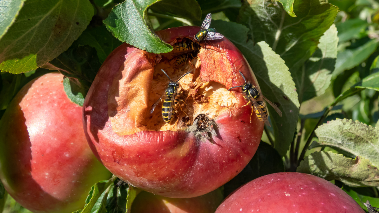 The Easy Way To Protect The Fruit Trees In Your Yard From Getting ...