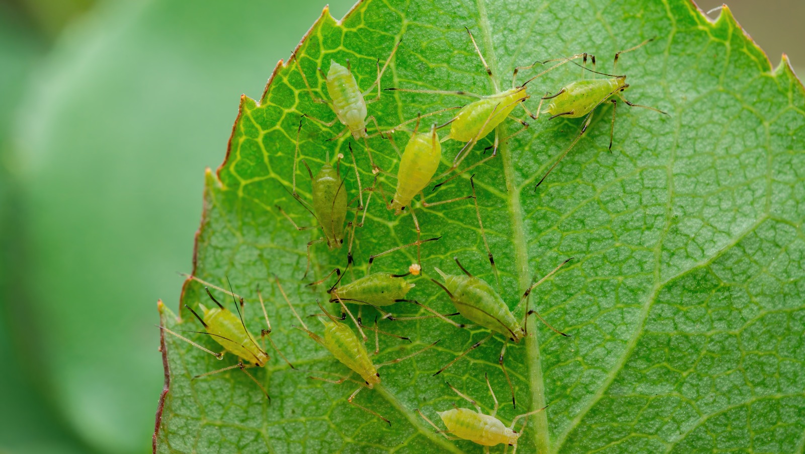 The Essential Oil You'll Want To Reach For To Kill Aphids