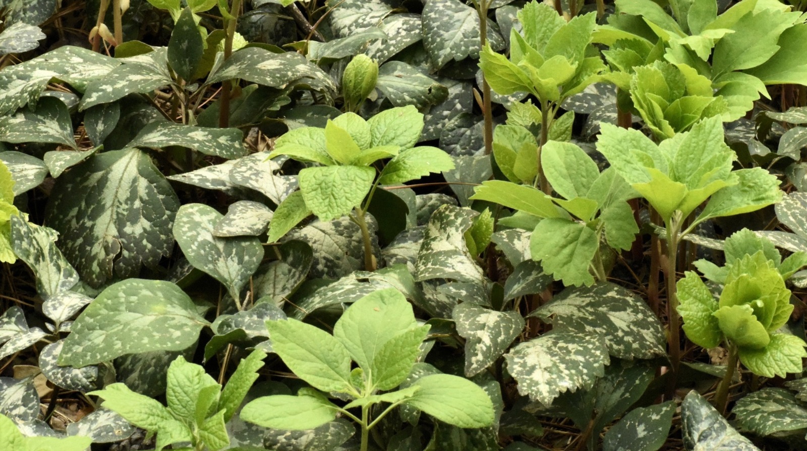 Allegheny Spurge Is The Silvery-Green Ground Cover That Thrives Under Trees