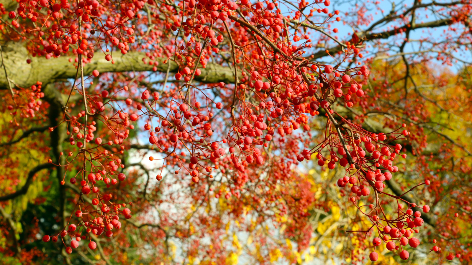 The Fast-Growing Flowering Tree That Boasts Beautiful Blooms And ...