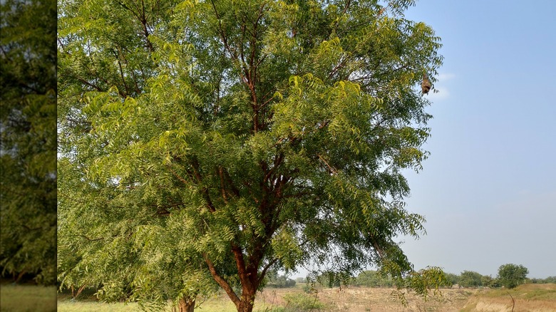 The Fast-Growing Tree You'll Want To Plant In Your Yard For All Of Its ...