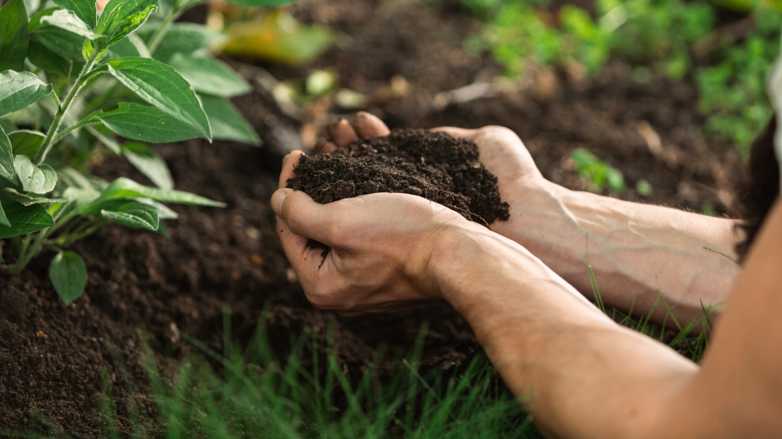 Enrich Soil For Healthy Garden With Phosphorus And Natural Alternatives