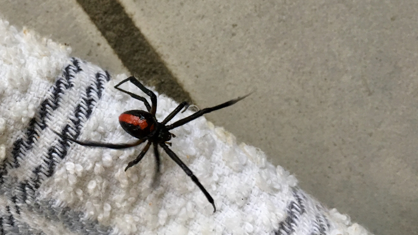 The Fragrant Nut You Can Leave Out To Keep Spiders Away
