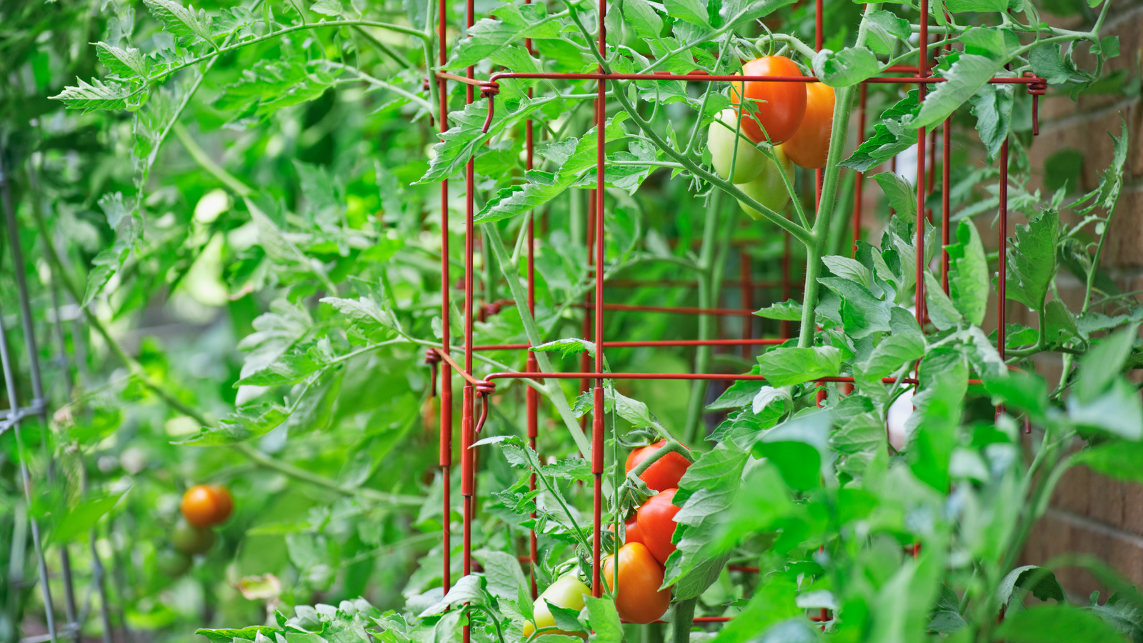 The Gardening Hack Thatll Protect You From Scratches From Tomato Cages