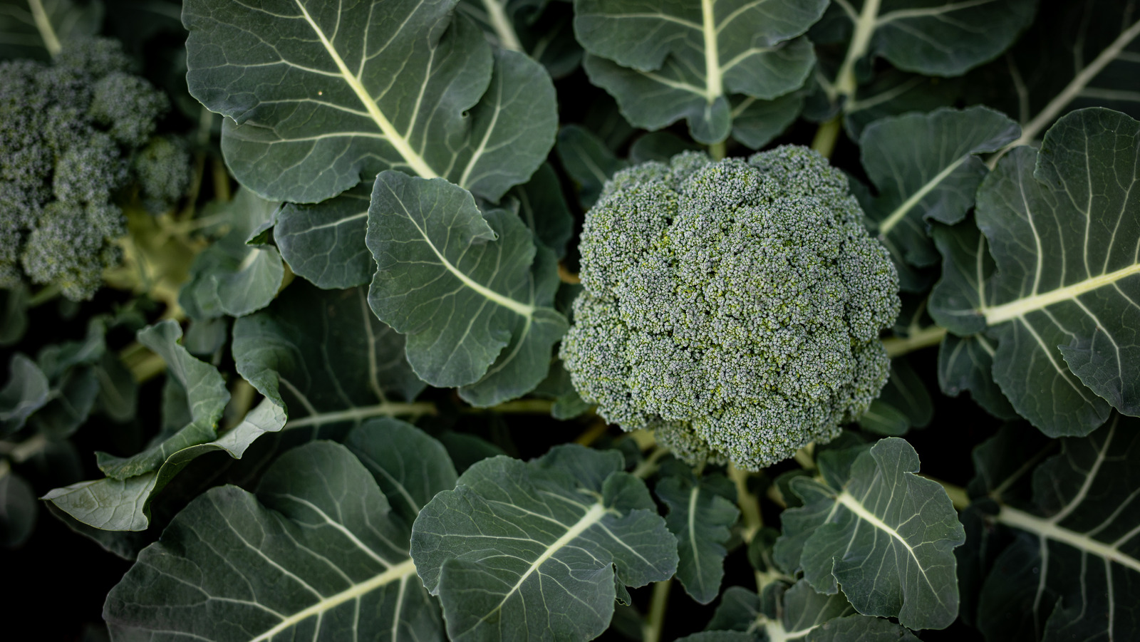 The Gardening Tip That Prevents Mildew From Growing On Broccoli Plants