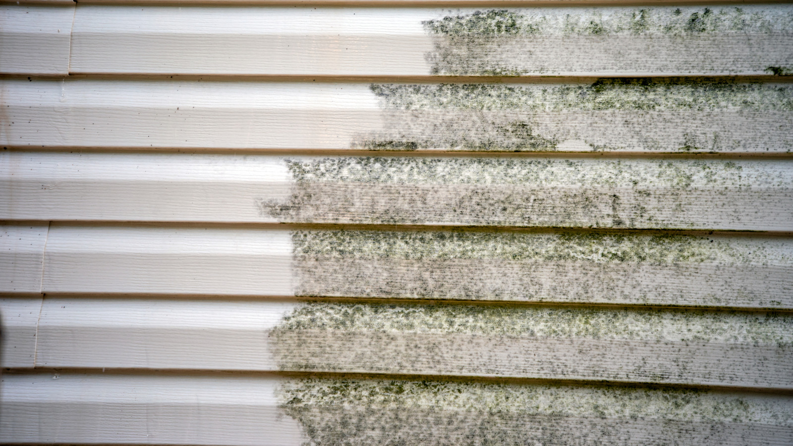 The Gentle & Affordable Algae Removal Solution For Your House Siding
