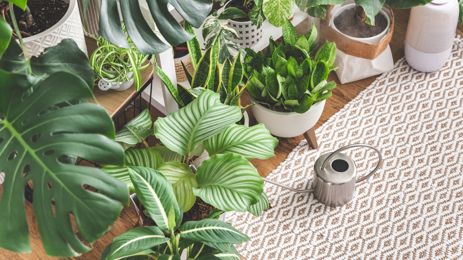 The Gorgeous Variegated Indoor Plant That Thrives In Humid Rooms