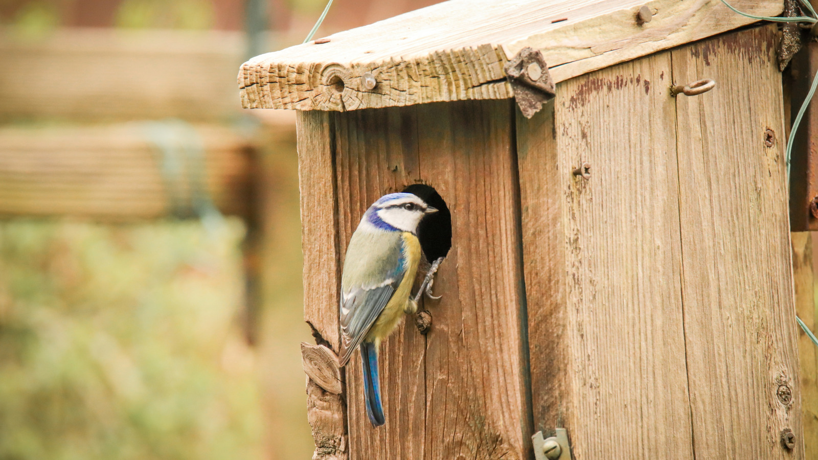Keep Bird Roosts And Nest Boxes Dryer With A Nest Lift