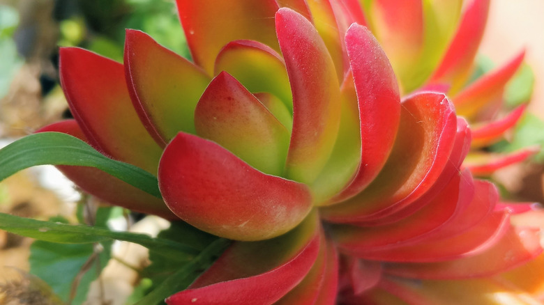 The Hardy Succulent With Fiery Foliage That Thrives In Full Sun