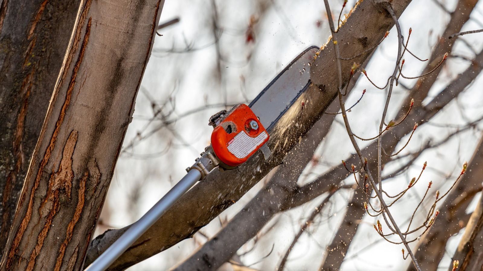 The Highly-Rated Electric Pole Saw Harbor Freight Shoppers Are Loving