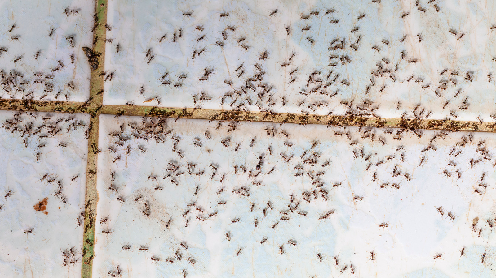The Home Maintenance Mistake That's Secretly Attracting Pests