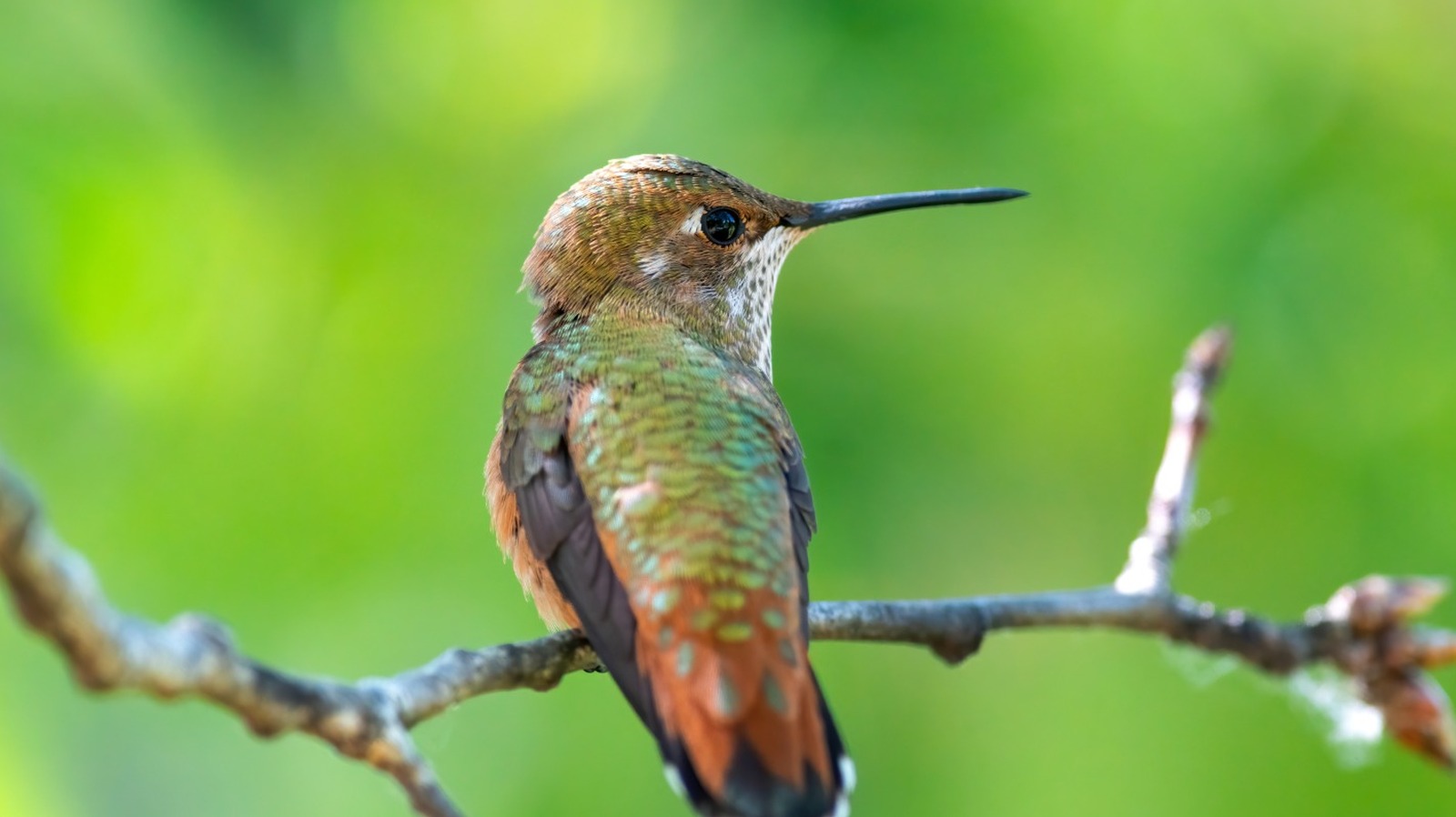 The Tree That Attracts Hummingbirds: A Must-Add to Your Yard in Early ...
