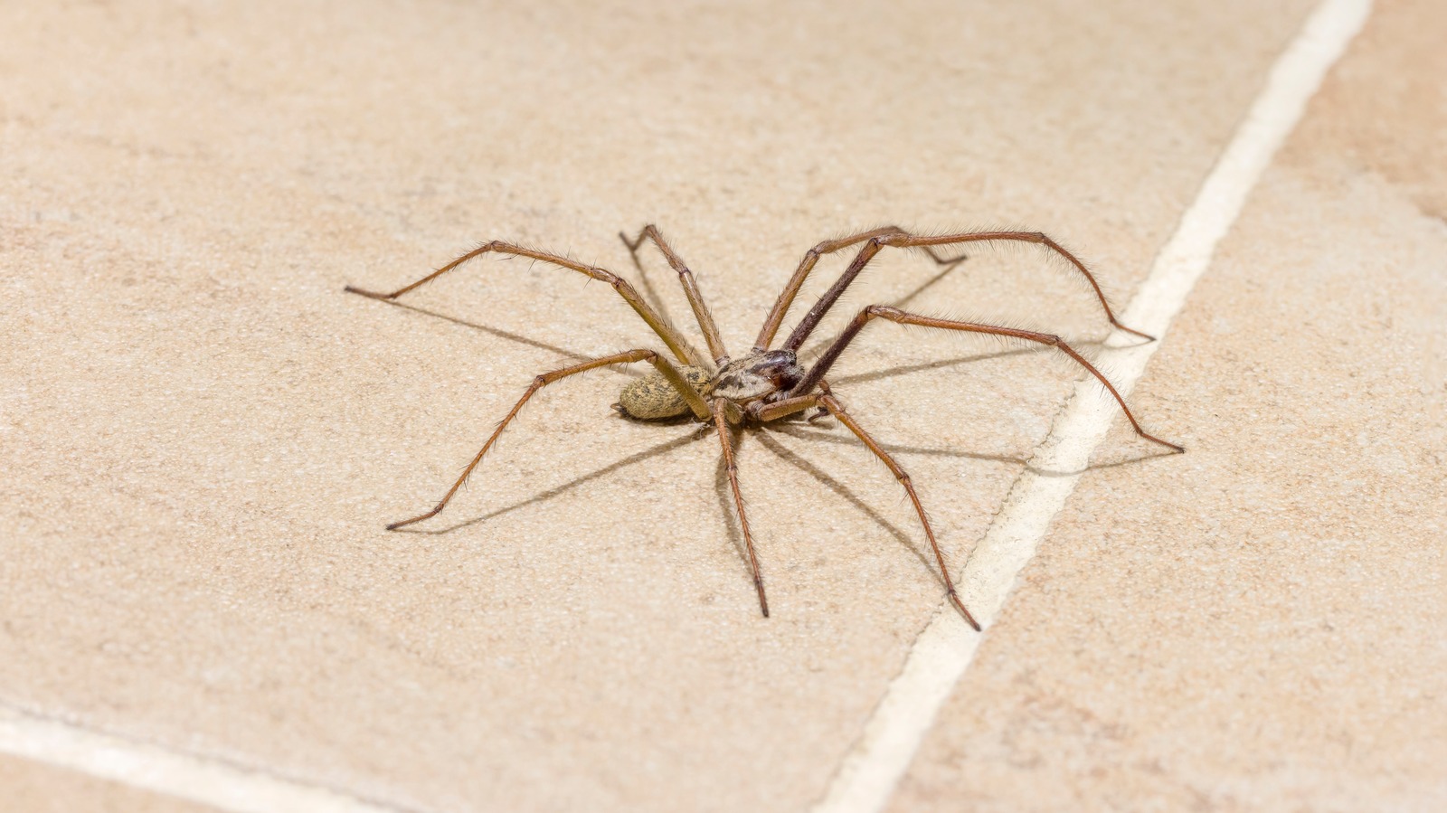 The Kitchen Storage Mistake That May Be Attracting Spiders To Your Home