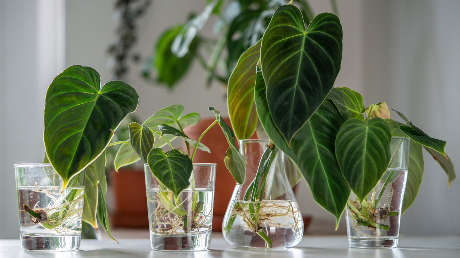 The Most Adorable Way To Decorate Your Kitchen With Propagating Plants