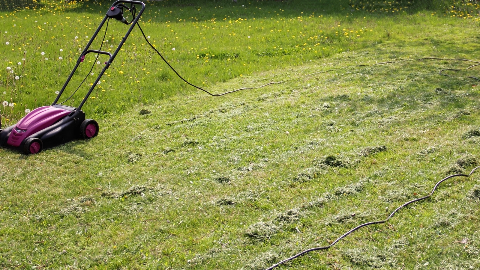 The One Time You Shouldn t Leave Grass Clippings On Your Lawn The One Time You Shouldn t Leave Grass Clippings On Your Lawn