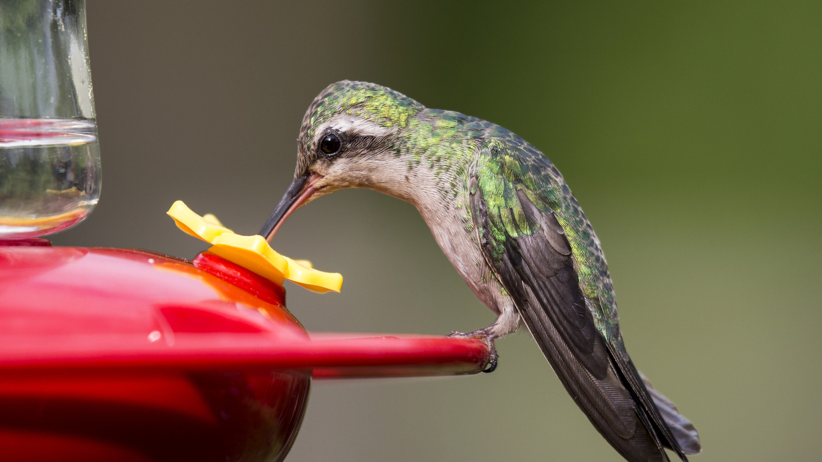 The Only Type Of Pre-Made Hummingbird Nectar You Should Be Buying For ...