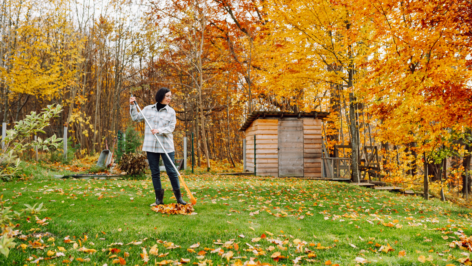 The Perfect Fall Foliage That Effortlessly Transitions To A Houseplant