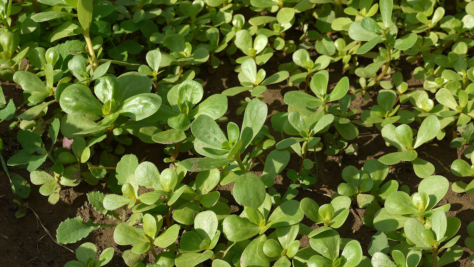 Purslane Look Alike