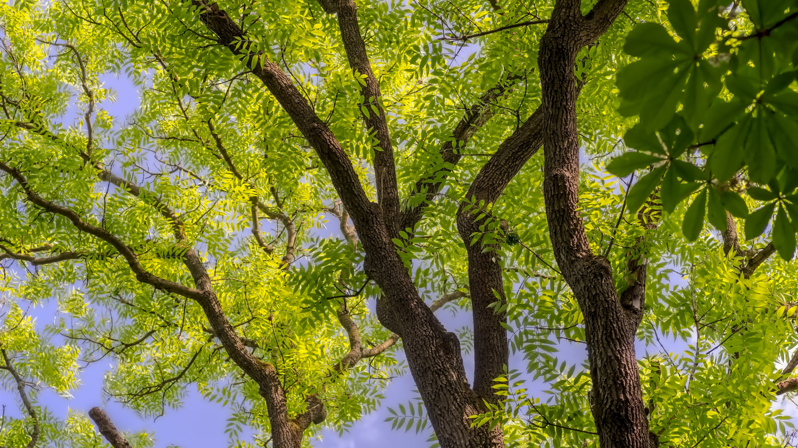 The Popular Method For Successfully Propagating Ash Trees From Seed