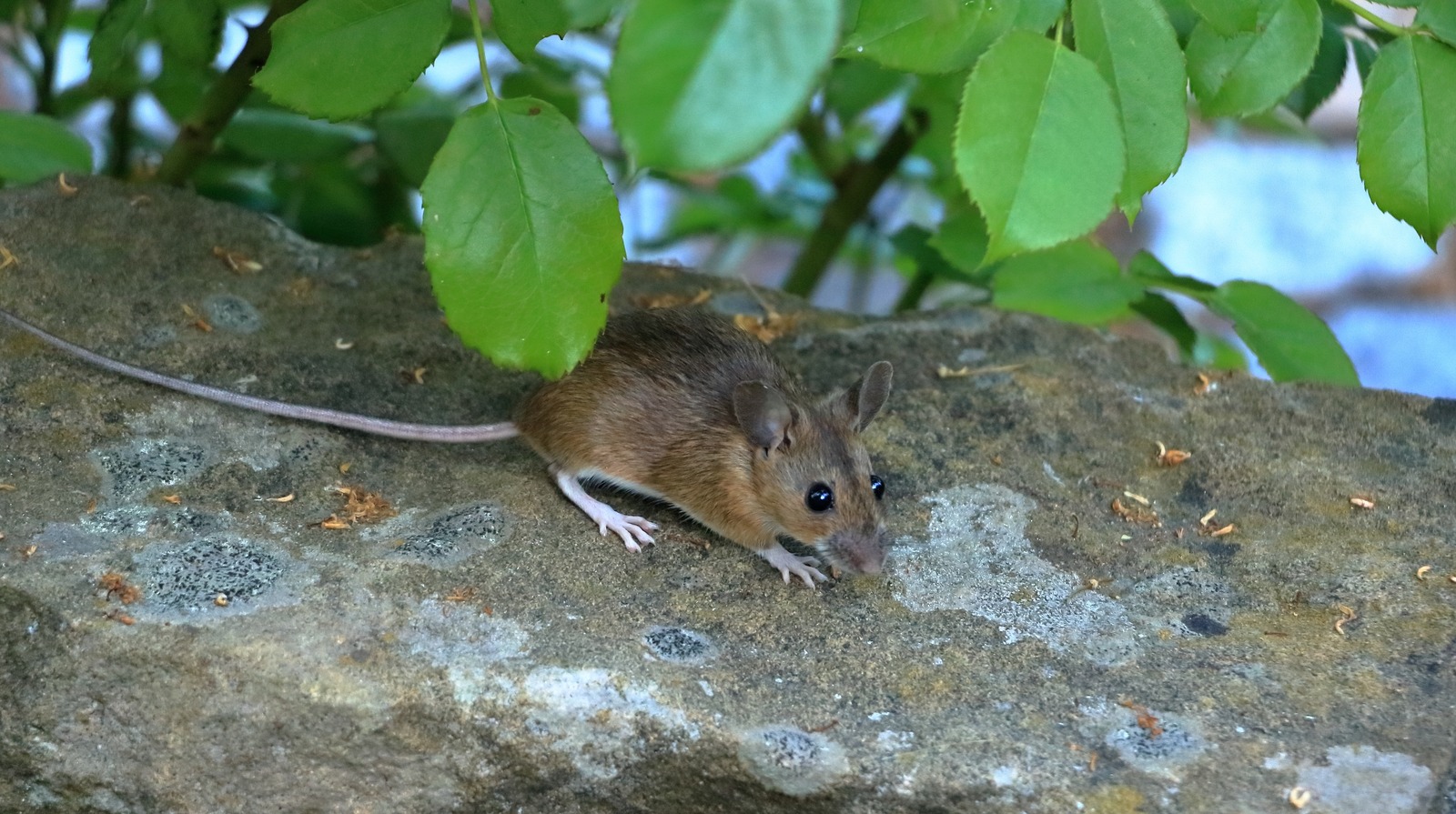 The Popular Outdoor Feature That's Likely Inviting Mice & Ticks Into ...