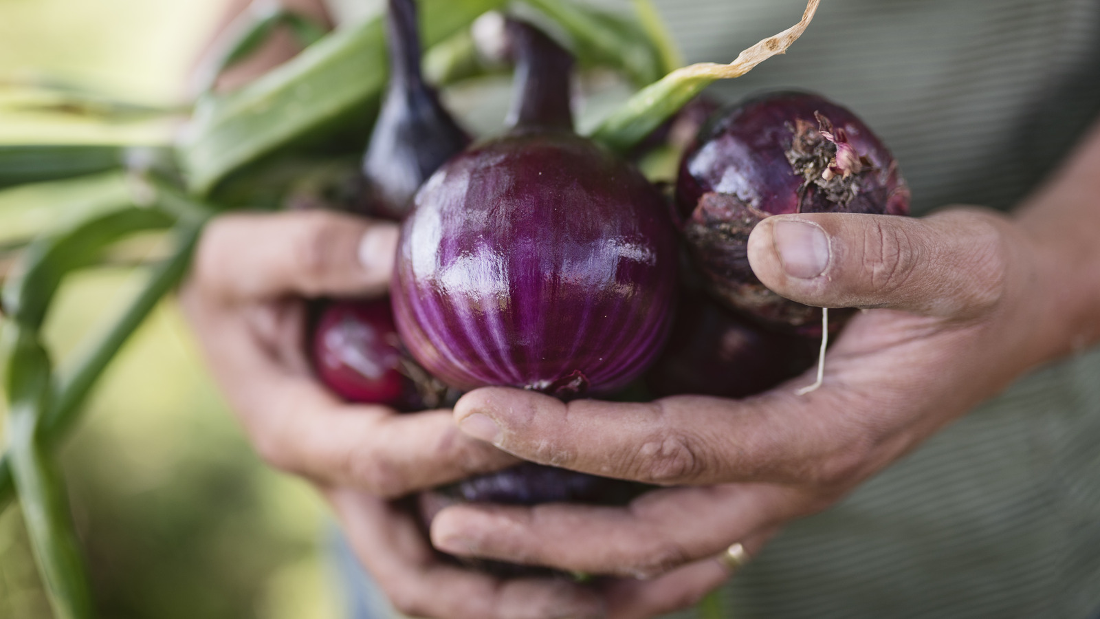 The Popular Vegetable That Will Thrive Near Your Onions