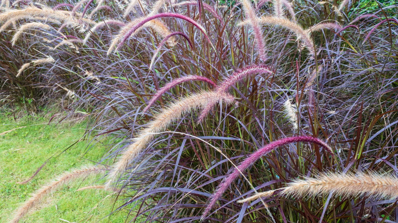 The Purple Ornamental Grass To Grow For A Low-Maintenance Landscape